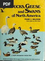 UK Gull Identification Guide | PDF | Gull | Birds