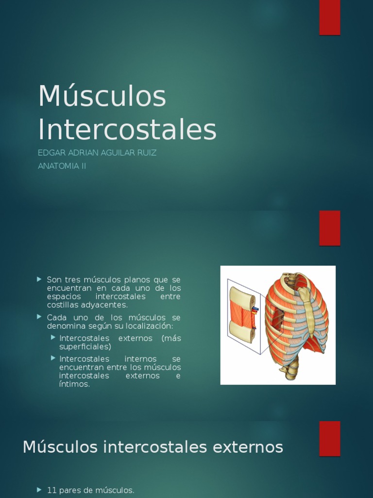 Músculos Intercostales | PDF | Tórax | Sistema esquelético