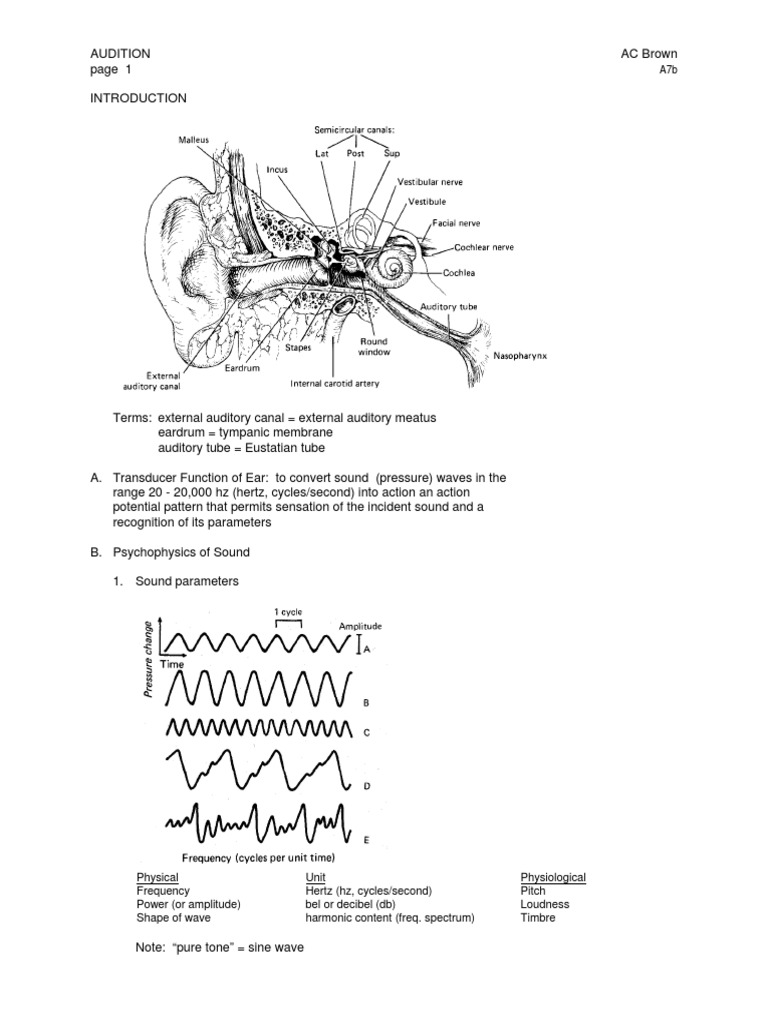 Audition | PDF | Auditory System | Ear