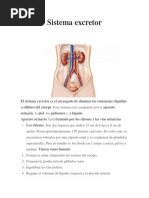 APARATO EXCRETOR Triptico | PDF | Sistema urinario | Riñón