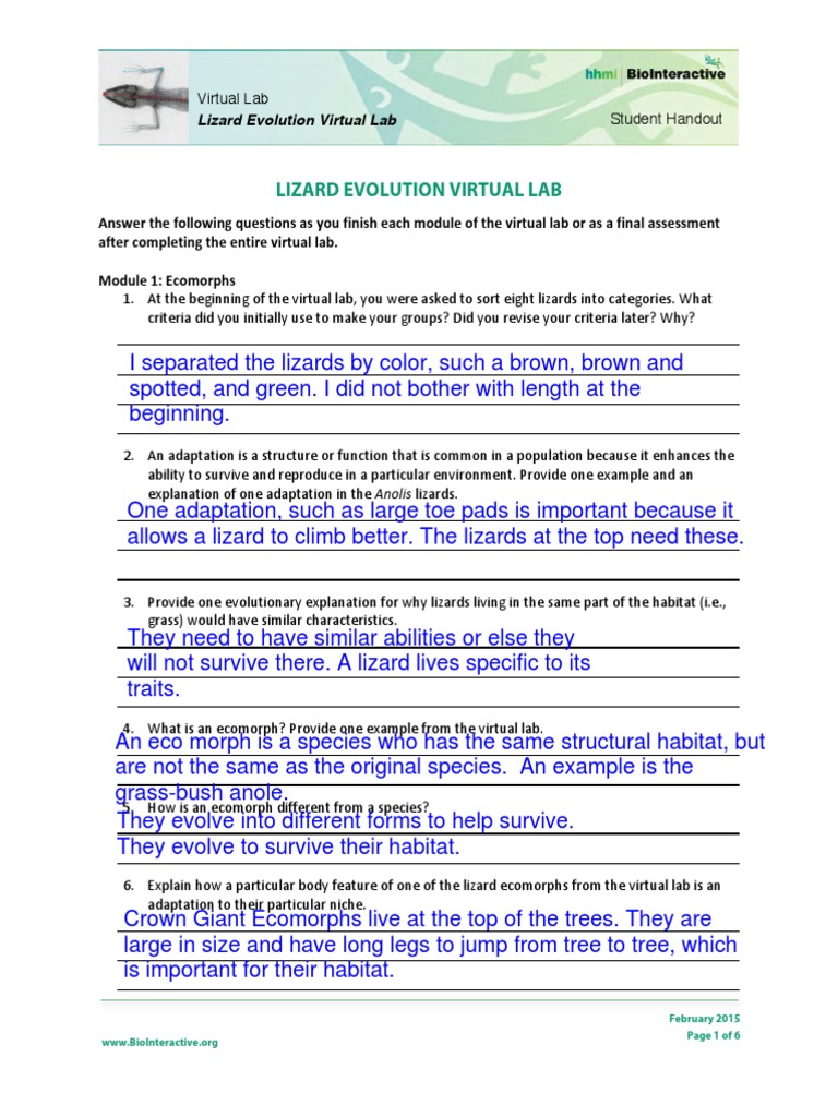 Lizard-Evolution-Virtual-Lab-Student-Worksheet 1 | PDF | Evolution ...