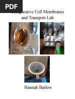 Tea Bag Diffusion | PDF