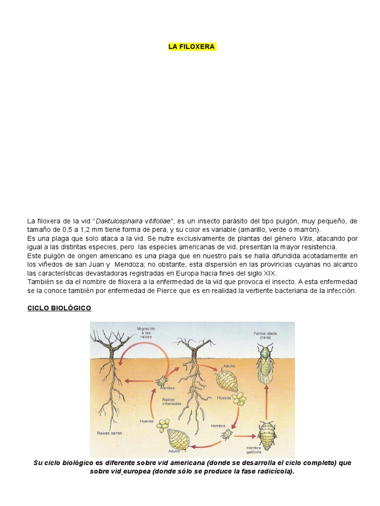 Filoxera | PDF | Vitis | Vino