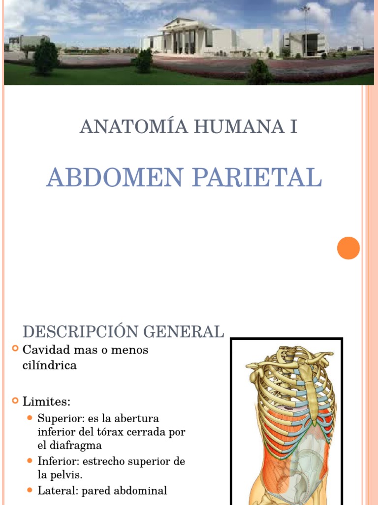 Clase USMP Abd. | PDF | Abdomen | Pelvis