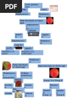 Aerobic Gram Negative Rods Flowchart 508 | PDF | Gram Negative Bacteria ...