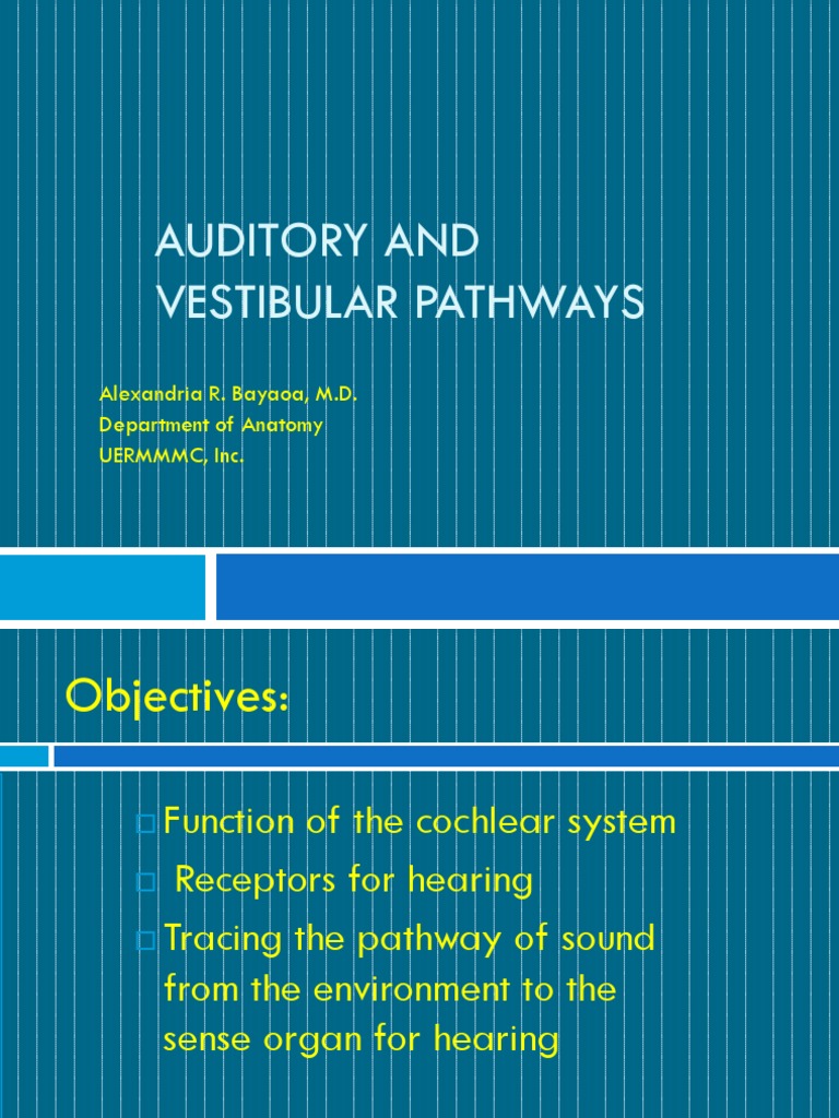 Auditory Vestib Pathways | PDF | Vestibular System | Auditory System