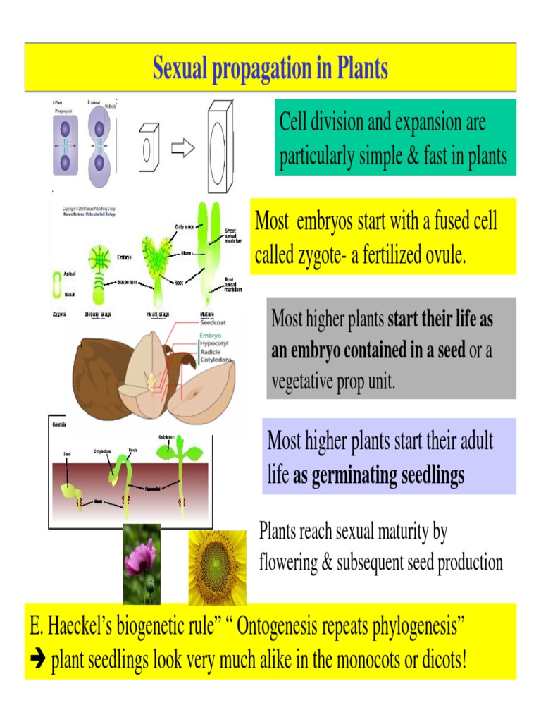 How higher plants reproduce sexually through seeds and vegetatively ...