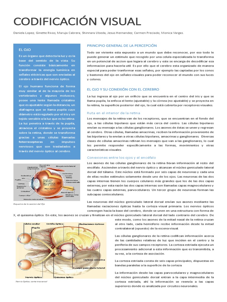 Codificación Visual | Percepción visual | Ojo humano