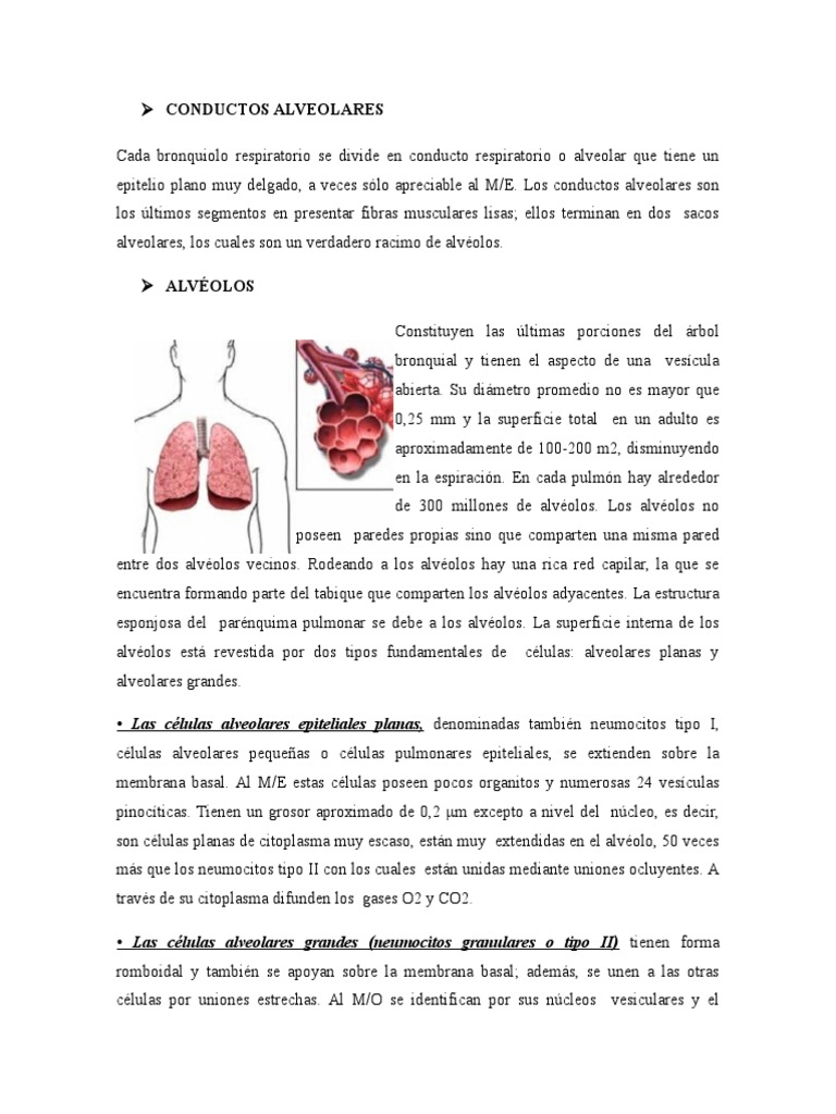Conductos Alveolares Sacos Alveolares | Pulmón | Citoplasma