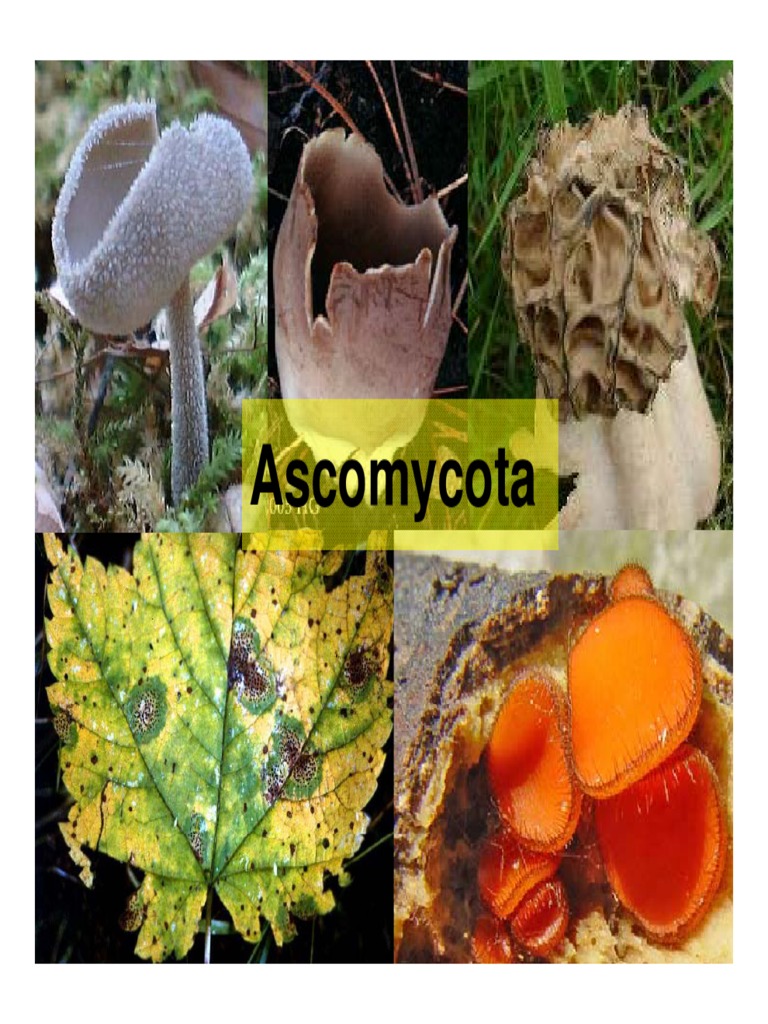 HONGOS - Ascomycota | Microorganismo | Organismos