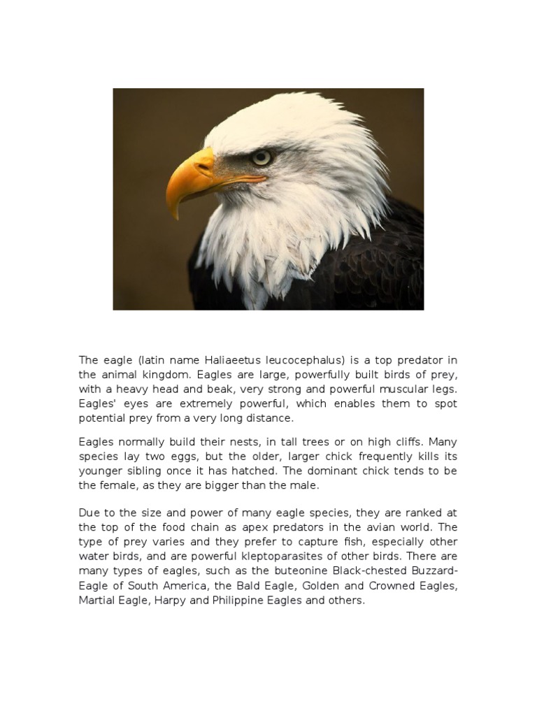 The Eagle | PDF | Science & Mathematics