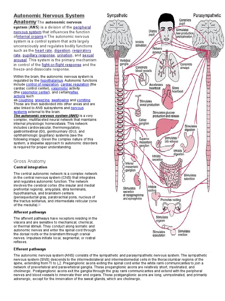 Autonomic Nervous System Anatomy | PDF | Autonomic Nervous System ...
