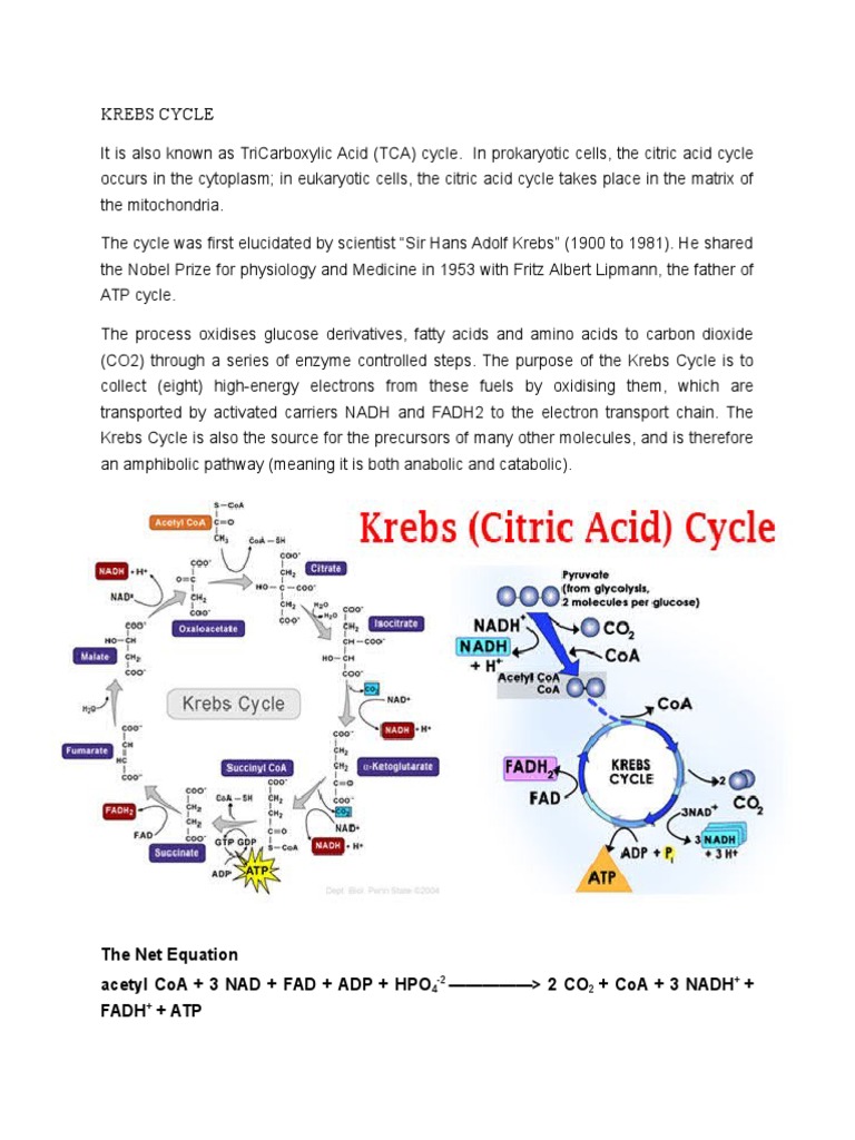 Krebs Cycle Steps For Kids
