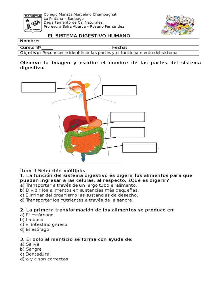 GUÍA - Sistema Digestivo | PDF | Sistema digestivo humano | Bilis