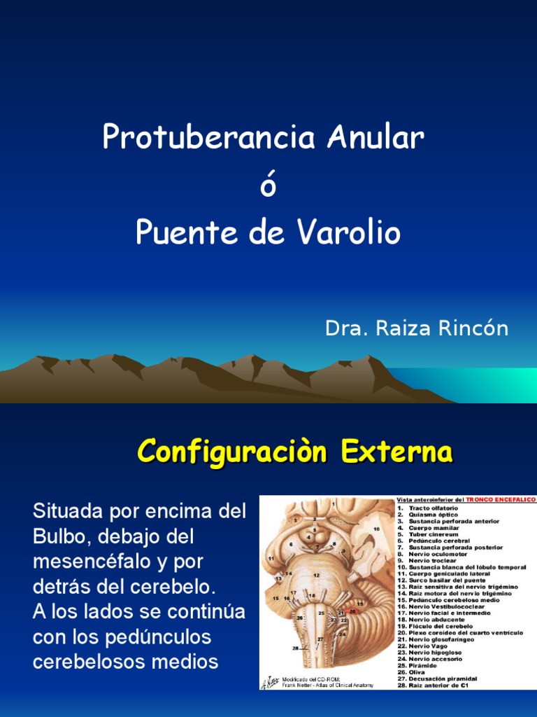 Estructura y Función de la Protuberancia | PDF | Neurología | Sistema ...