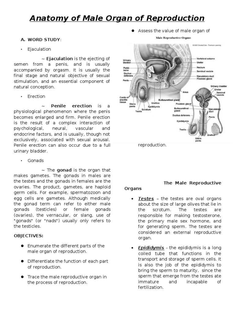 Anatomy of Male Organ of Reproduction | PDF | Testicle | Prostate