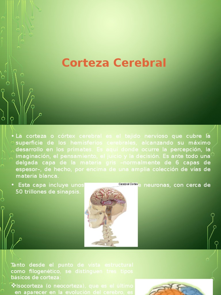 Estructura y Función de la Corteza Cerebral | PDF | Neocortex | Corteza ...