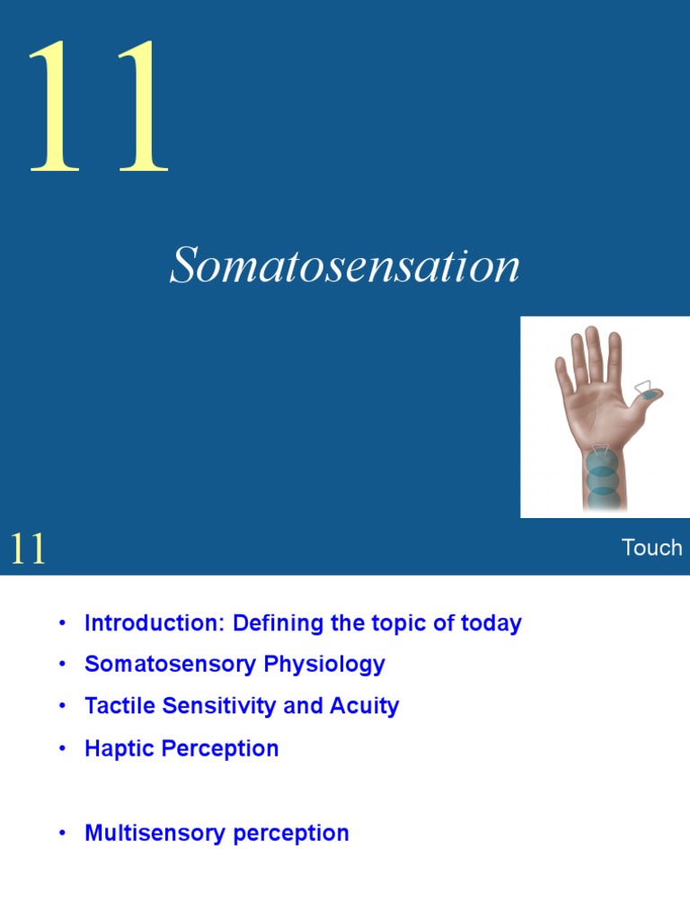 PSYB51 Lecture 11 | PDF | Somatosensory System | Perception