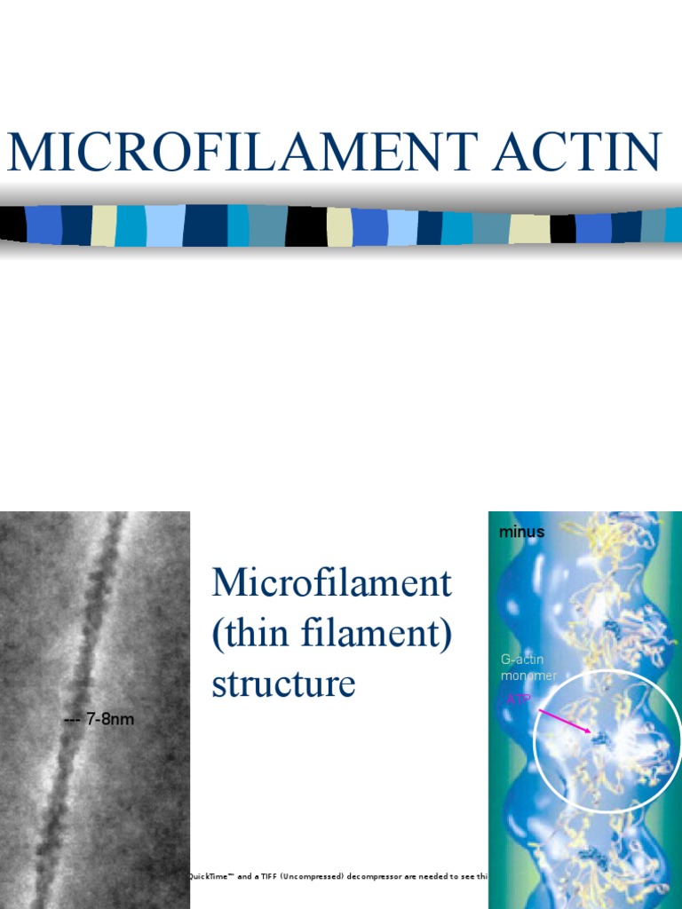Microfilament Actin 1 | PDF | Actin | Molecular Biology