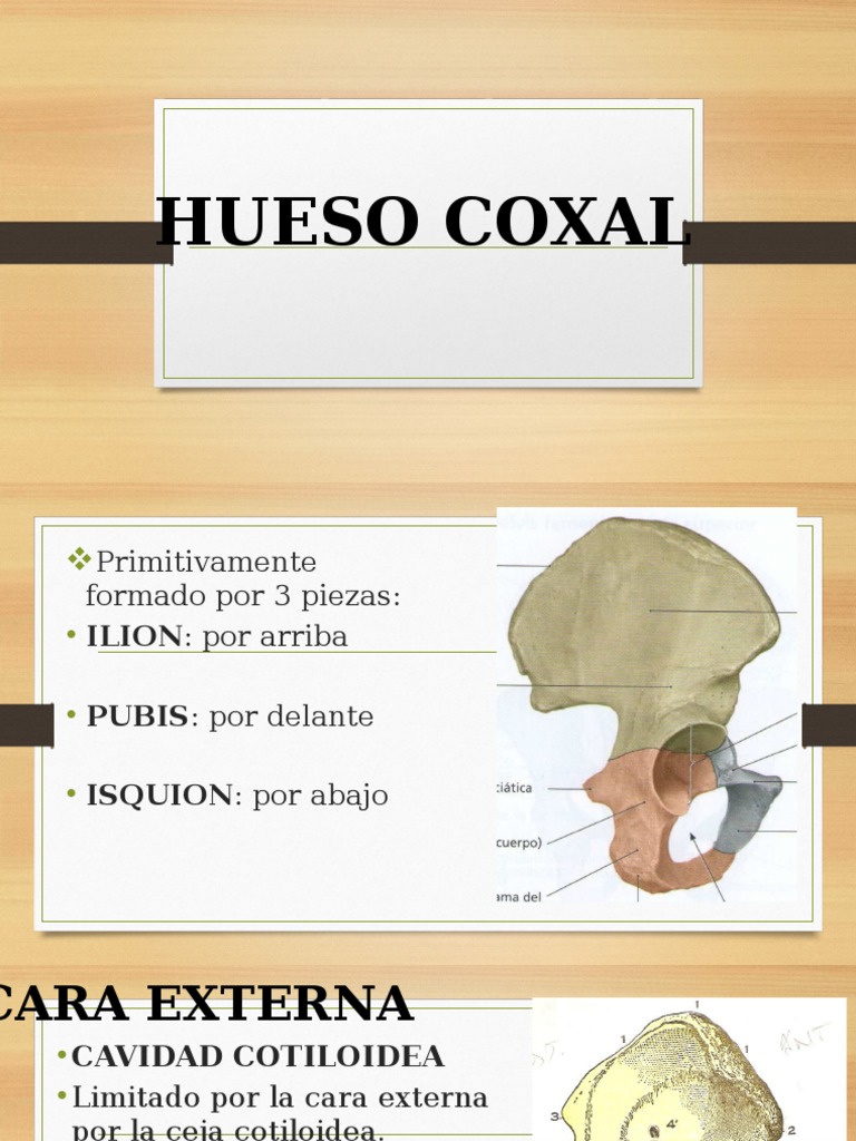 Hueso Coxal | Pelvis | Anatomía humana