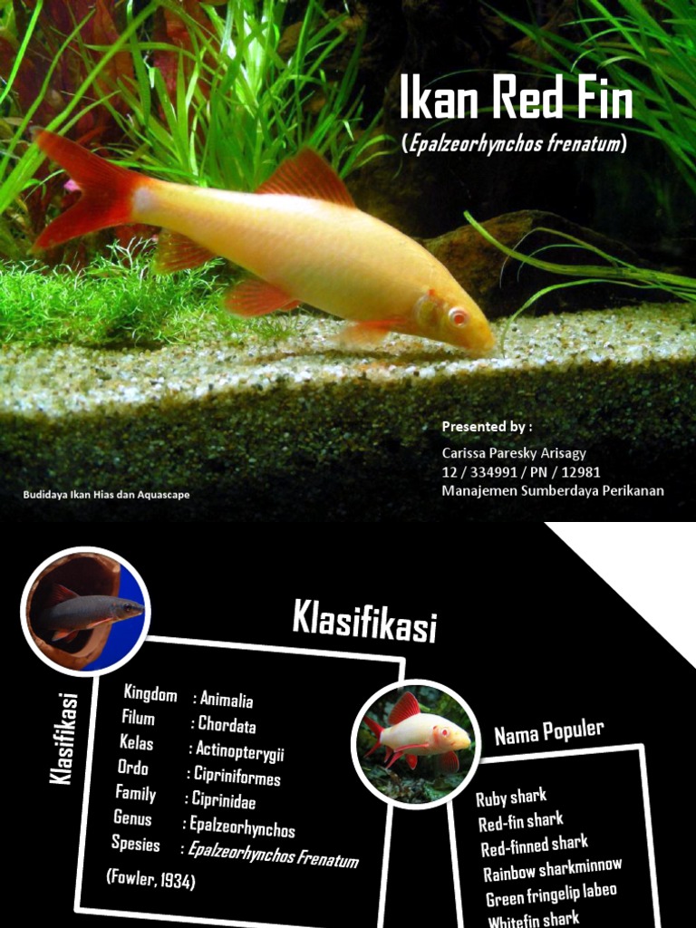 Presentasi Ikan Redfin Shark - Carissa Paresky A - 12981 | PDF