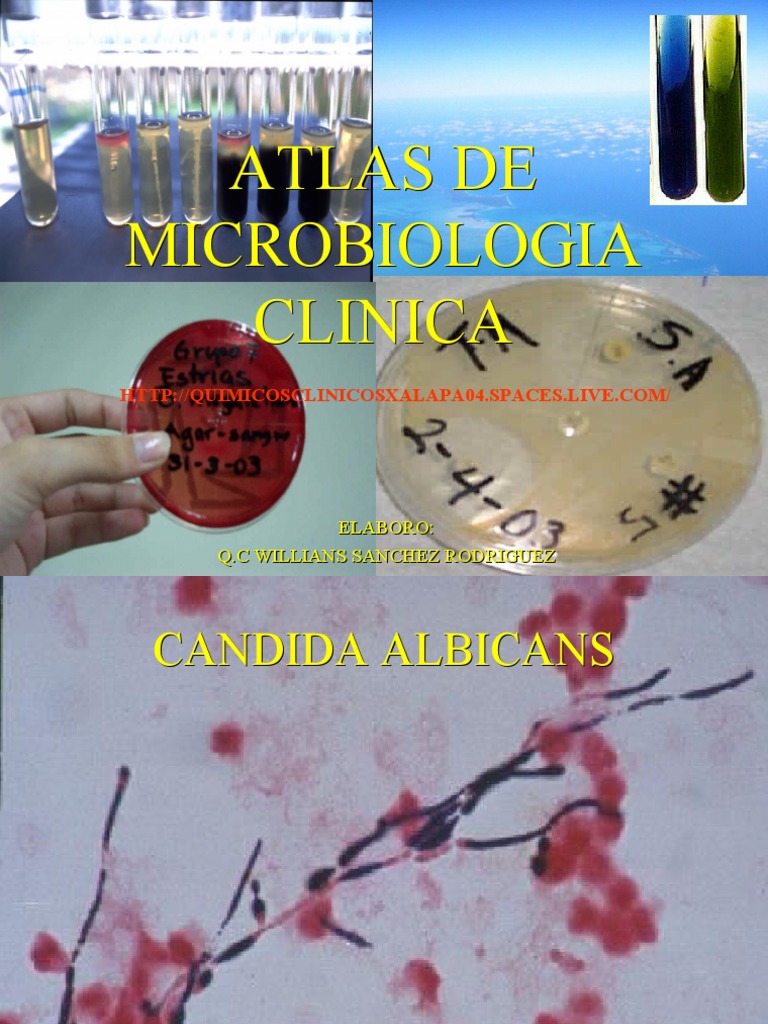 Atlas Microbiologia Clinica | PDF