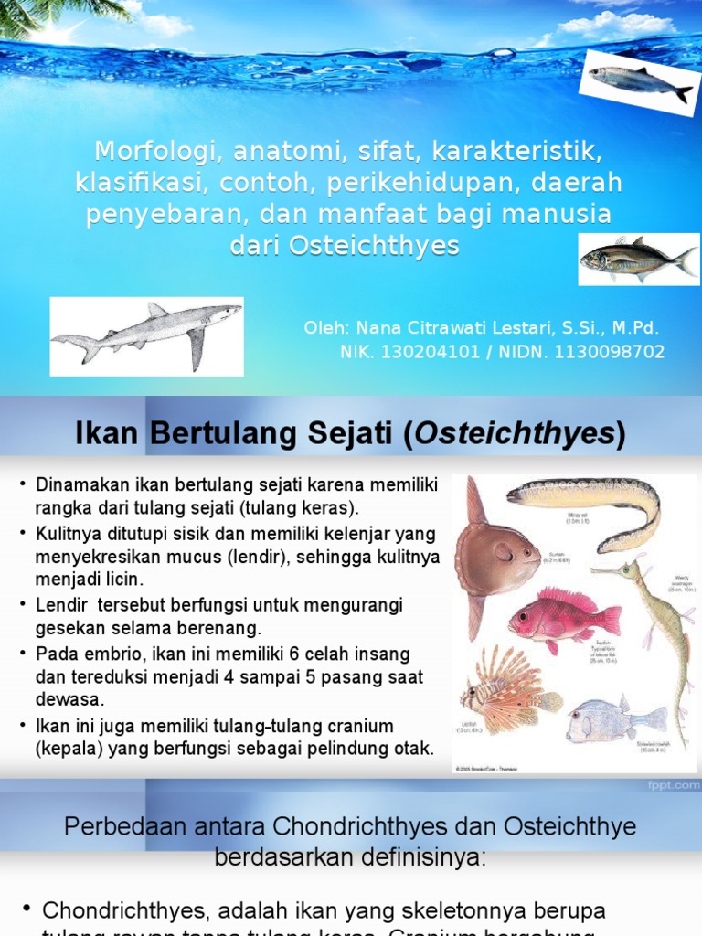 Zoologi Vertebrata Bab 7. Morfologi, Anatomi, Sifat, Karakteristik Osteichthyes | PDF ...