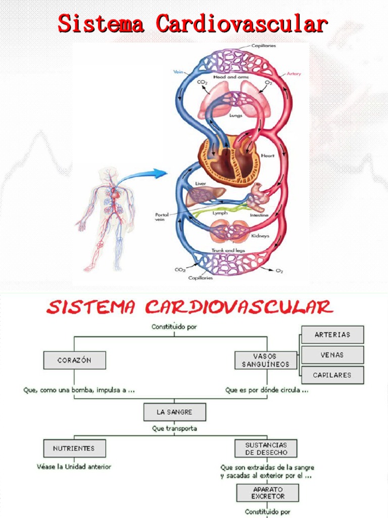 Sistema Cardiovascular Diapositivas Pdf