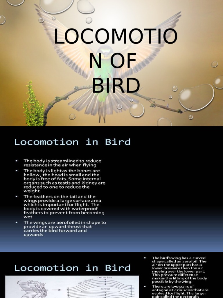 The Mechanics of Flight: An Analysis of the Downstroke and Upstroke ...