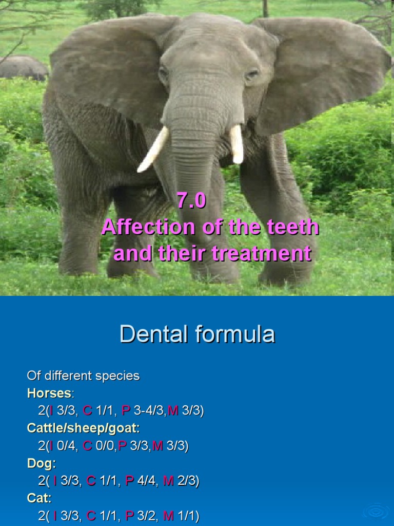7 Affection of Teeth | Download Free PDF | Tooth | Tooth Enamel