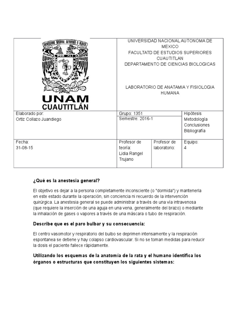 Comparativo Rata Humano | PDF | Artería | Médula espinal