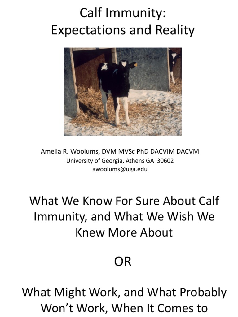 Calf Immunity PDF | PDF | Calf | Vaccination