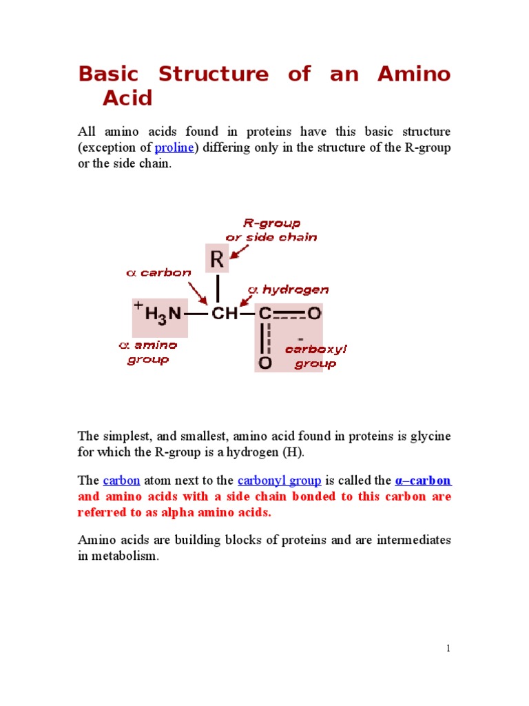 Basic Structure of An Amino Acid: Proline | PDF | Amino Acid | Alpha Helix