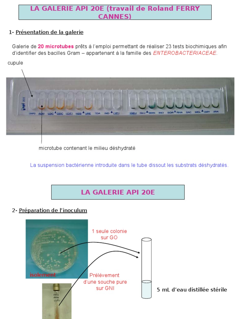 Api 20 e | PDF | Microbiologie | Prokaryota