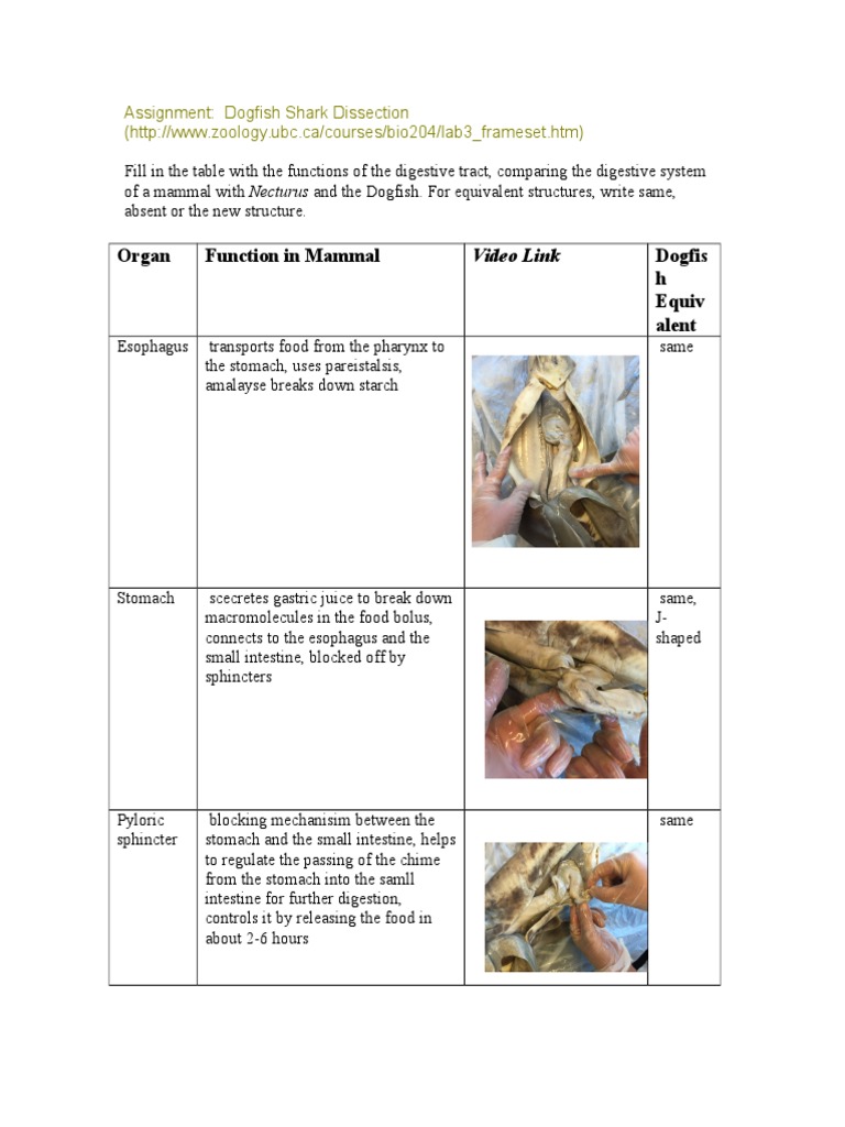 Dogfish Shark Digestive System
