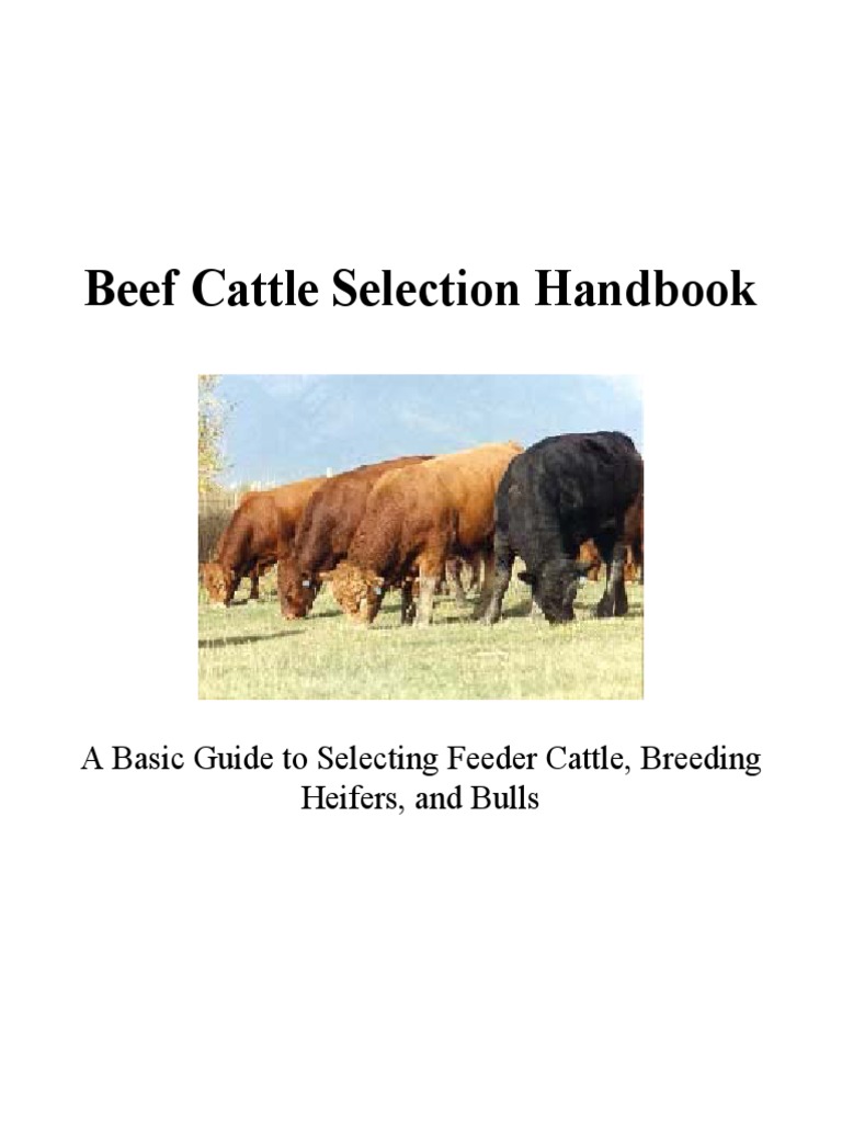 Beef Cattle Selection Handbook | PDF | Bull | Cattle