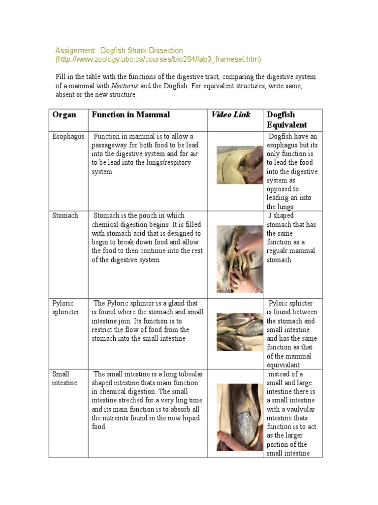 Dogfish Shark Dissection | PDF | Gastrointestinal Tract | Stomach