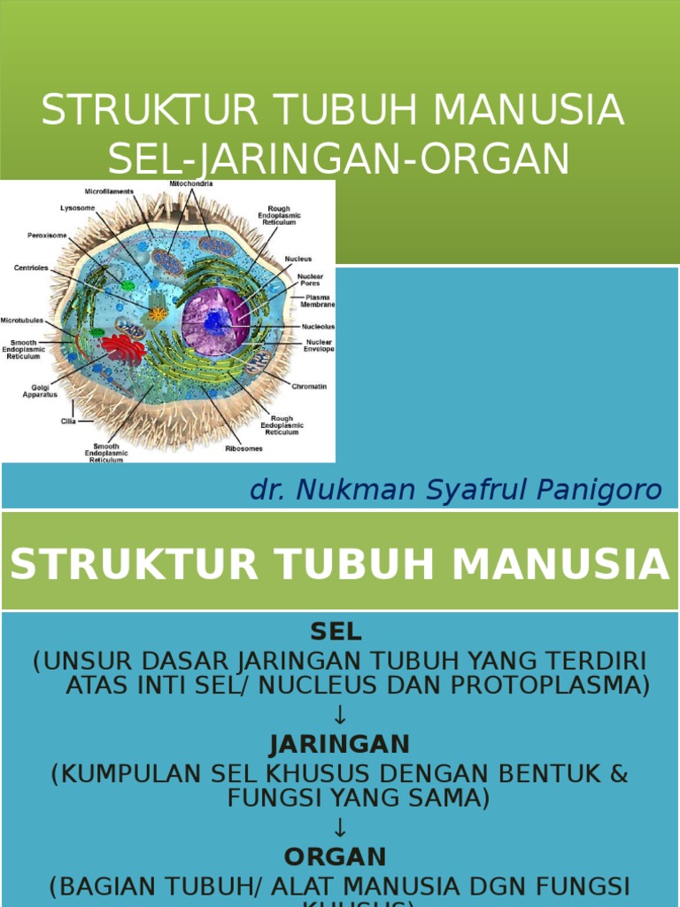 Struktur Tubuh Manusia, Sel-jaringan-Organ