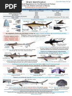 NOAA Shark Identification Placards | PDF | Sharks | Vertebrates
