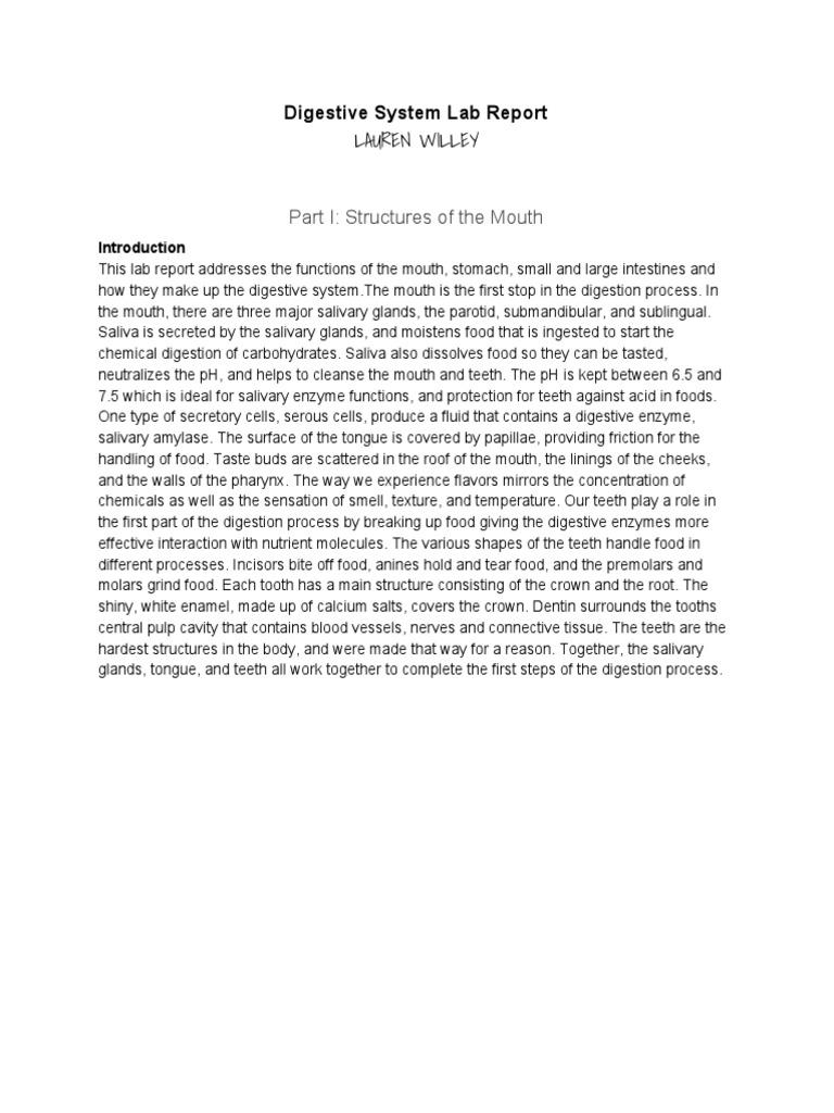 Lauren Willey: Digestive System Lab Report | PDF | Stomach | Human ...