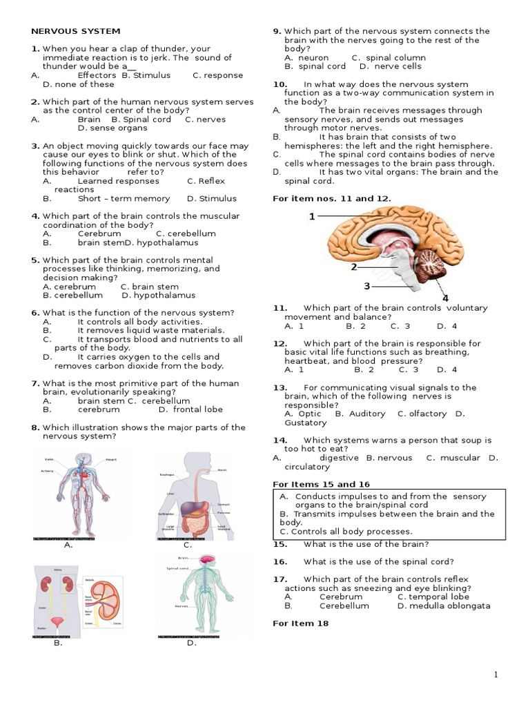 Reviewer on Nervous system grade VI | Nervous System | Brainstem