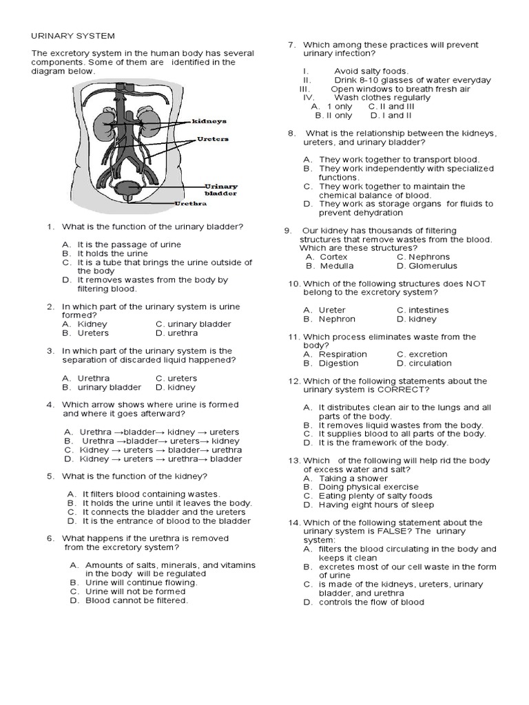 Urinary System For Grade 6 | PDF | Urinary System | Urine