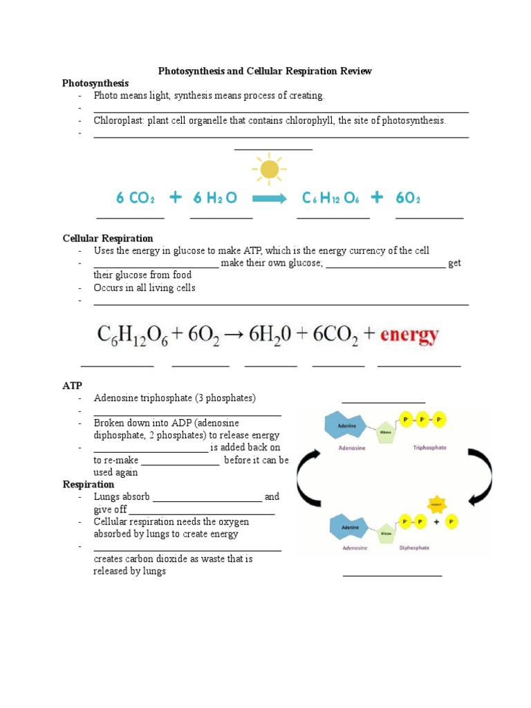 Photosynthesis and Respiration Overview | PDF