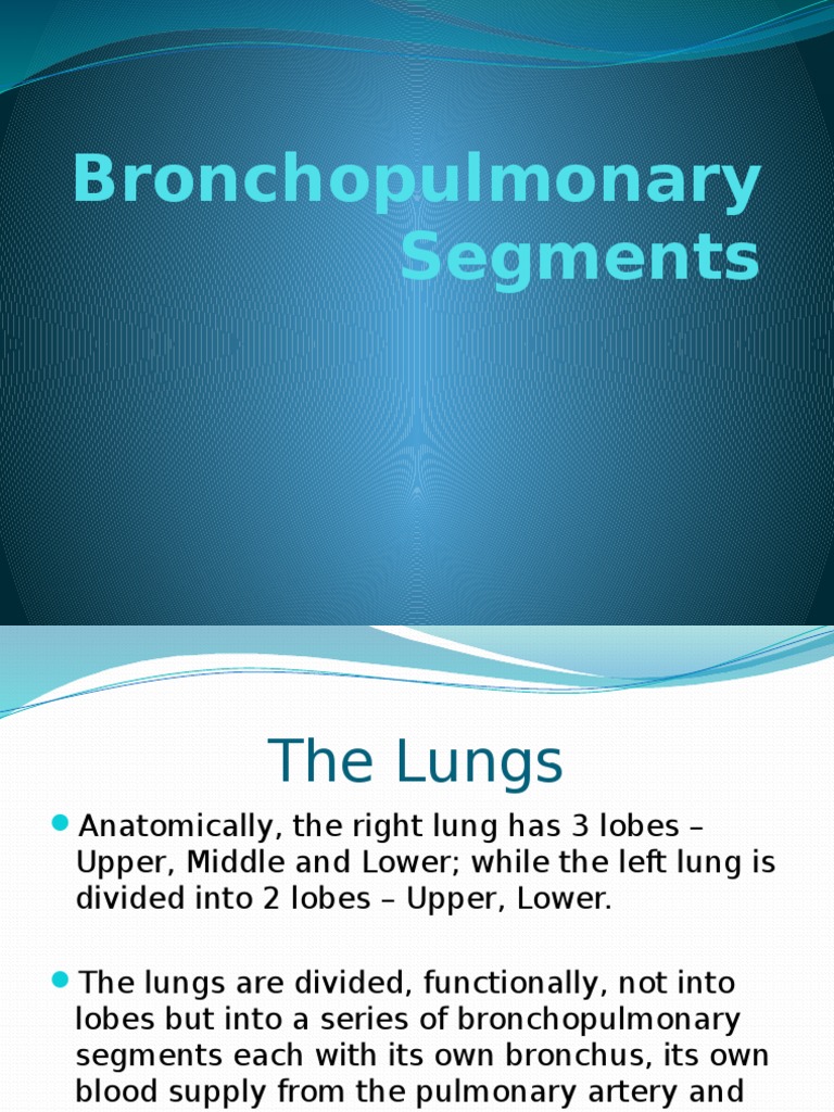 Bronchopulmonary Segments Overview | PDF