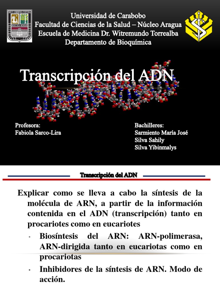 Transcripción Del ADN | PDF | Rna | Adn