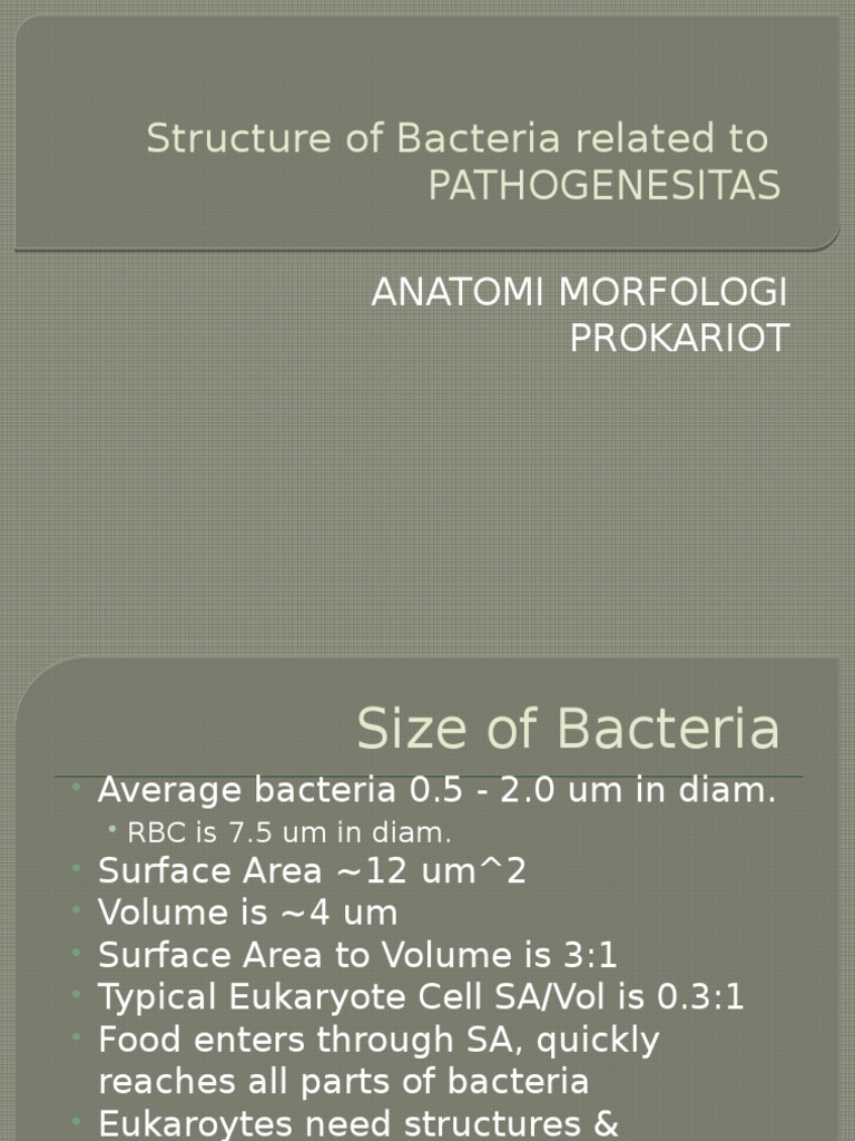 Structure of Bacteria | PDF | Bacteria | Cell (Biology)