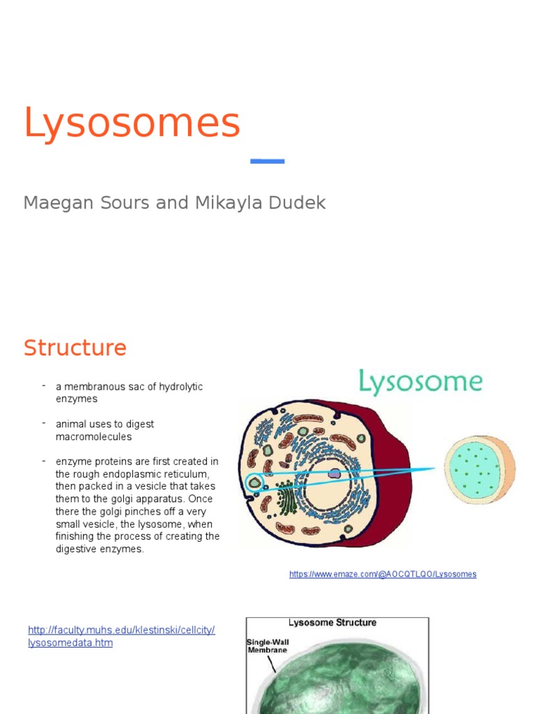 Lysosomes | PDF | Lysosome | Vesicle (Biology And Chemistry)