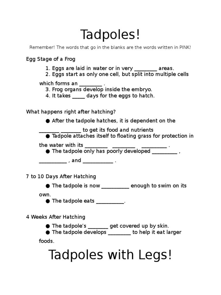 Frog Life Cycle: Tadpole Stages | PDF
