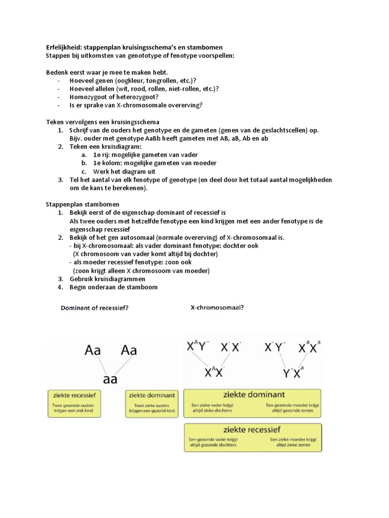 Stappenplan Erfelijkheid Stambomen | PDF