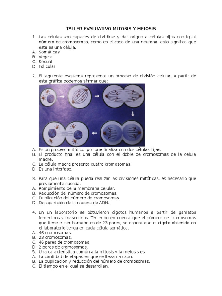 Taller Evaluativo Mitosis y Meiosis | PDF | Mitosis | Mitosis
